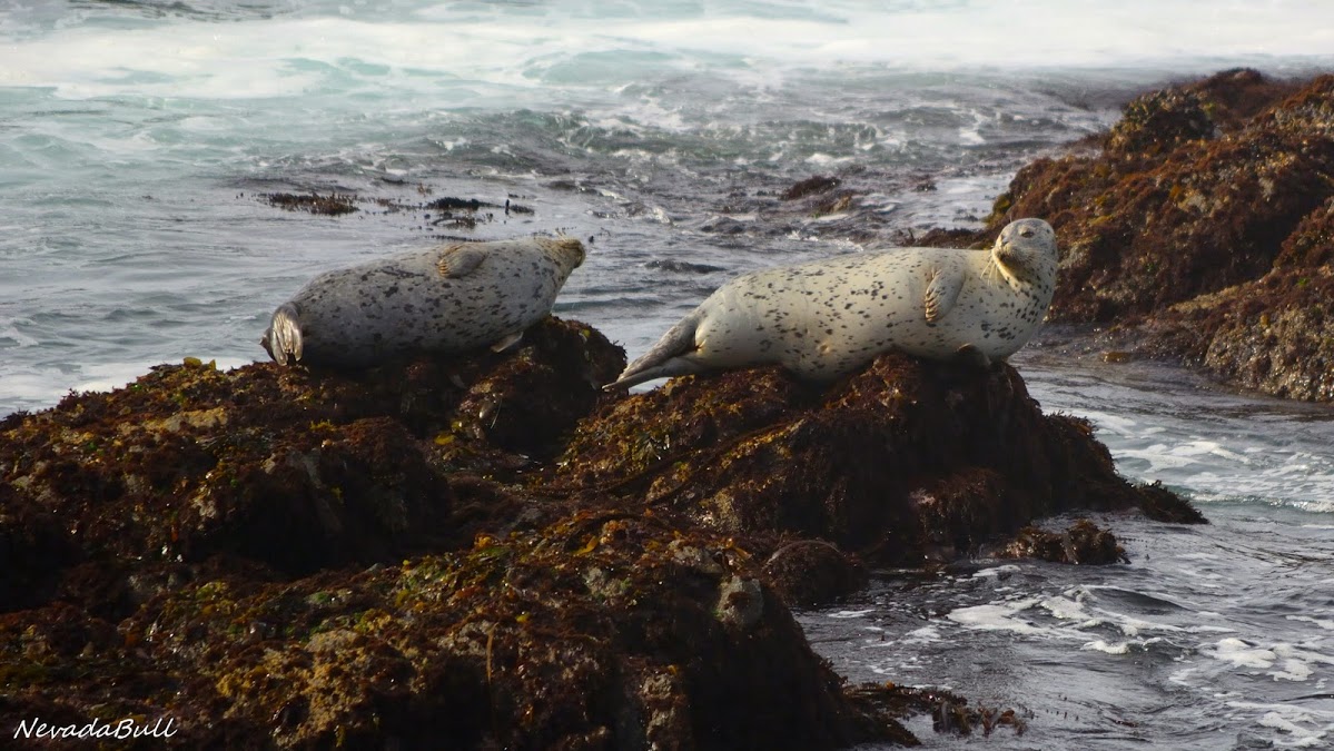 Home | Emerald Dolphin Inn